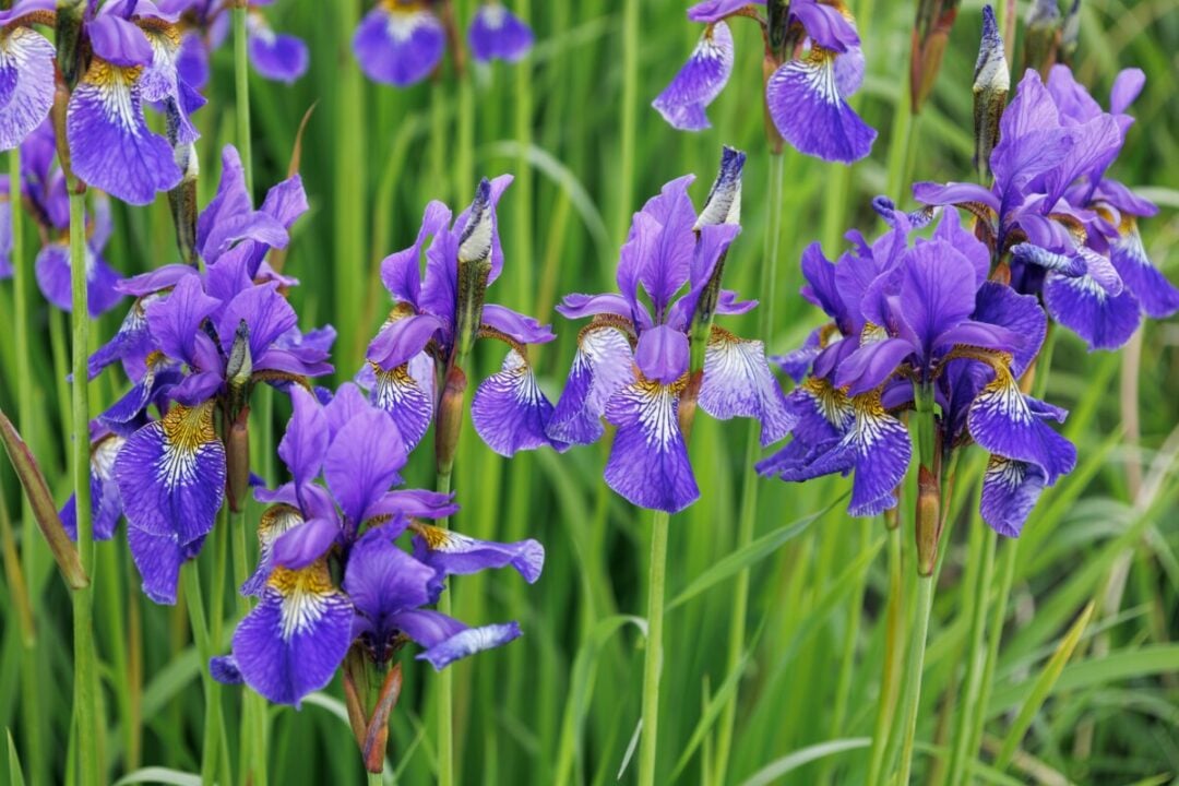Why Your Irises Aren't Blooming & And How to Fix It