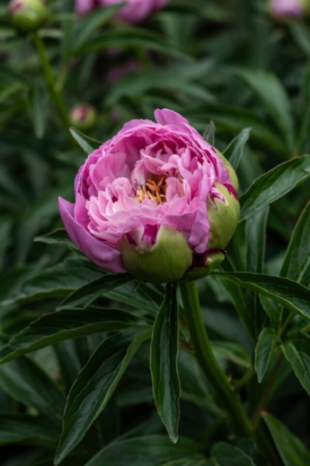 3 Reasons Why Your Peonies Didn't Bloom & How to Fix It