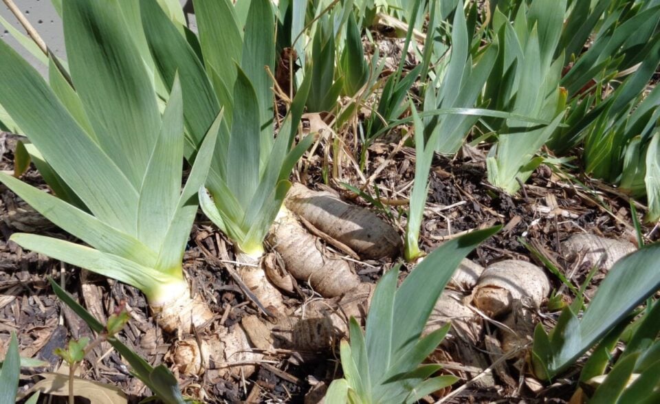 Why Your Irises Aren't Blooming & And How to Fix It