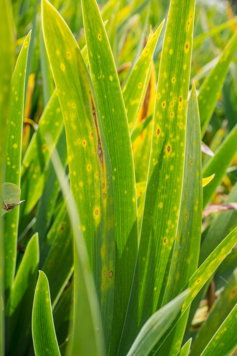 Why Your Irises Aren't Blooming & And How to Fix It