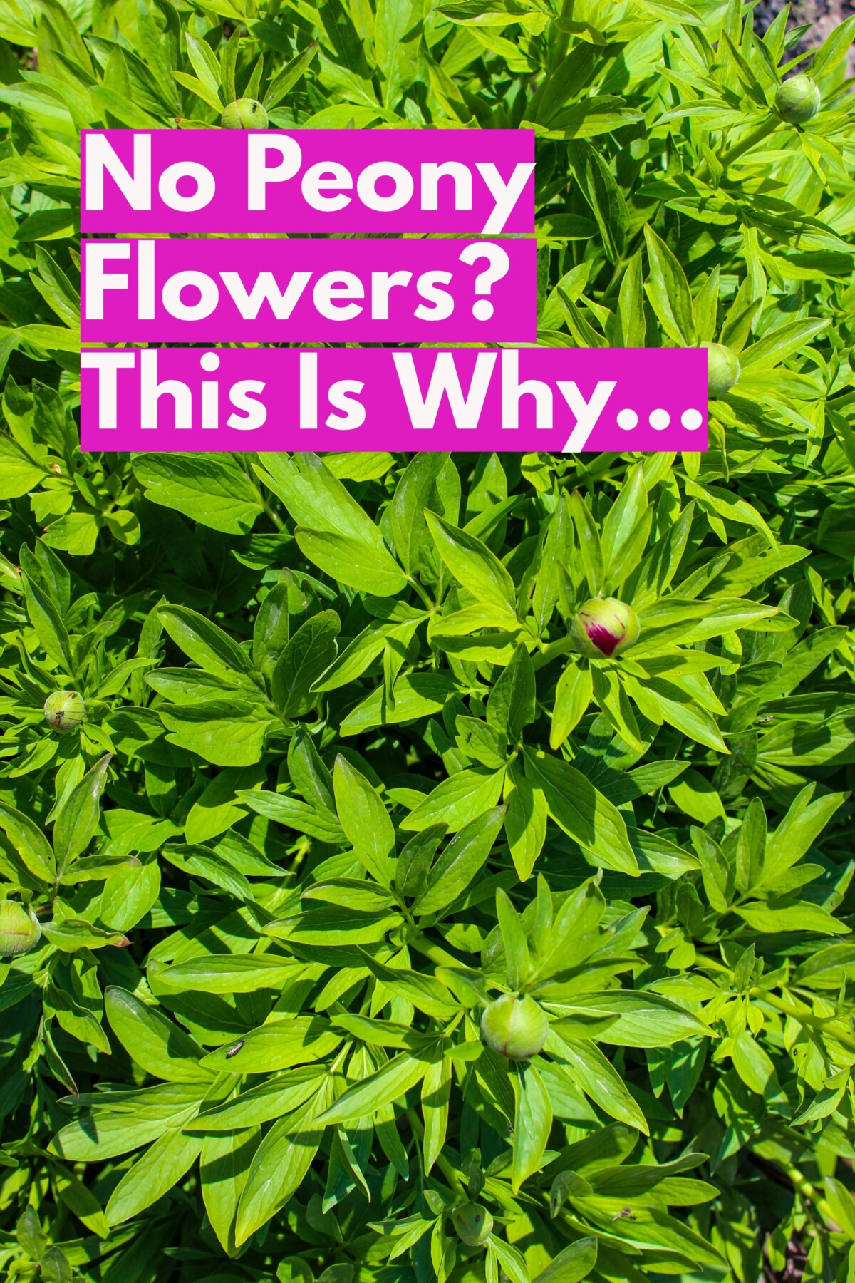 3 Reasons Why Your Peonies Didn't Bloom & How to Fix It