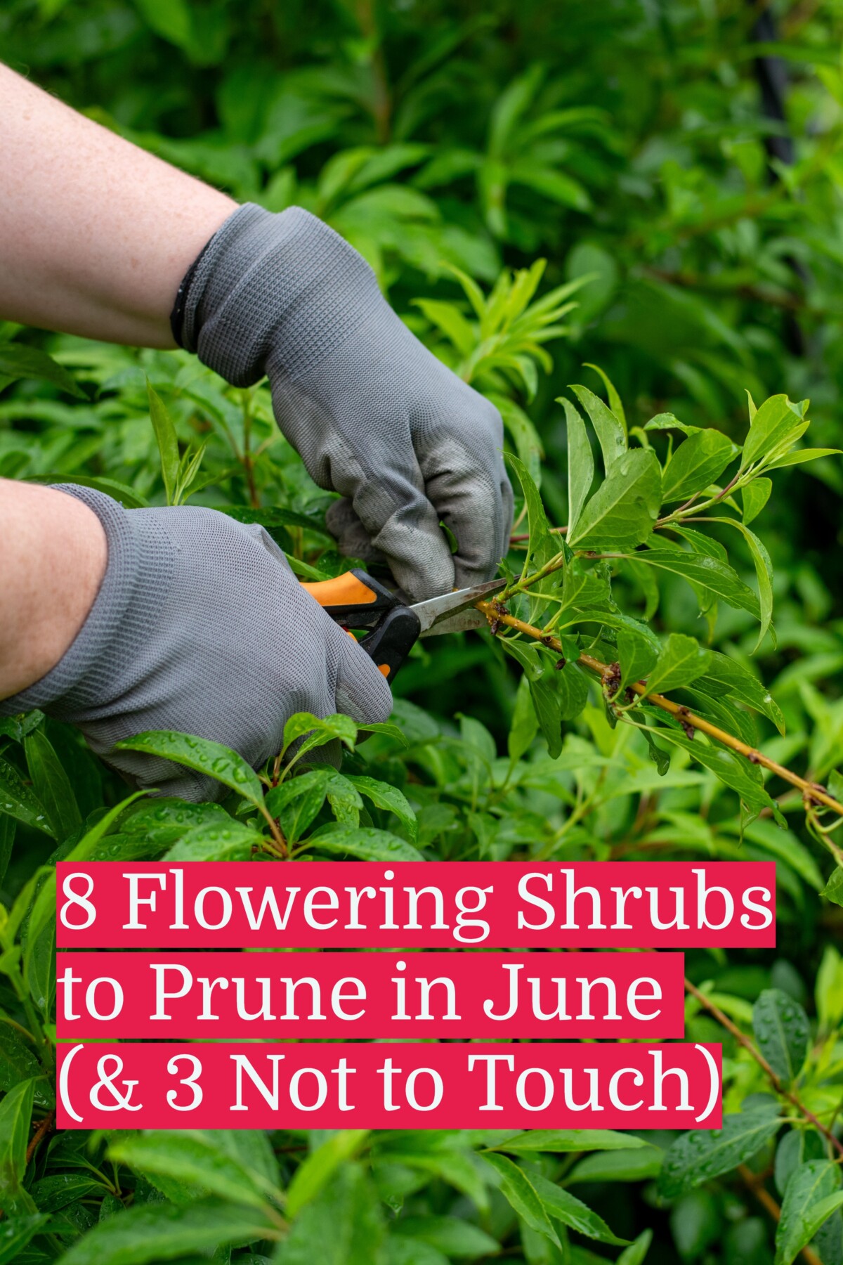 8 Flowering Shrubs to Prune in June & 3 Not to Touch
