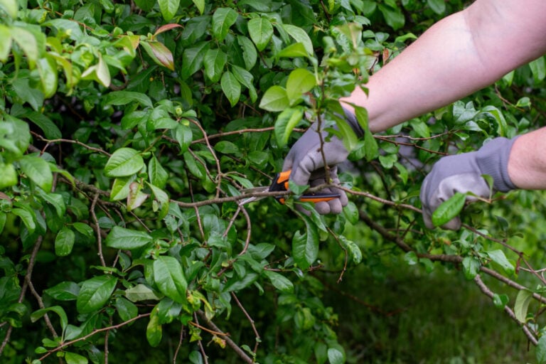 8 Flowering Shrubs to Prune in June & 3 Not to Touch