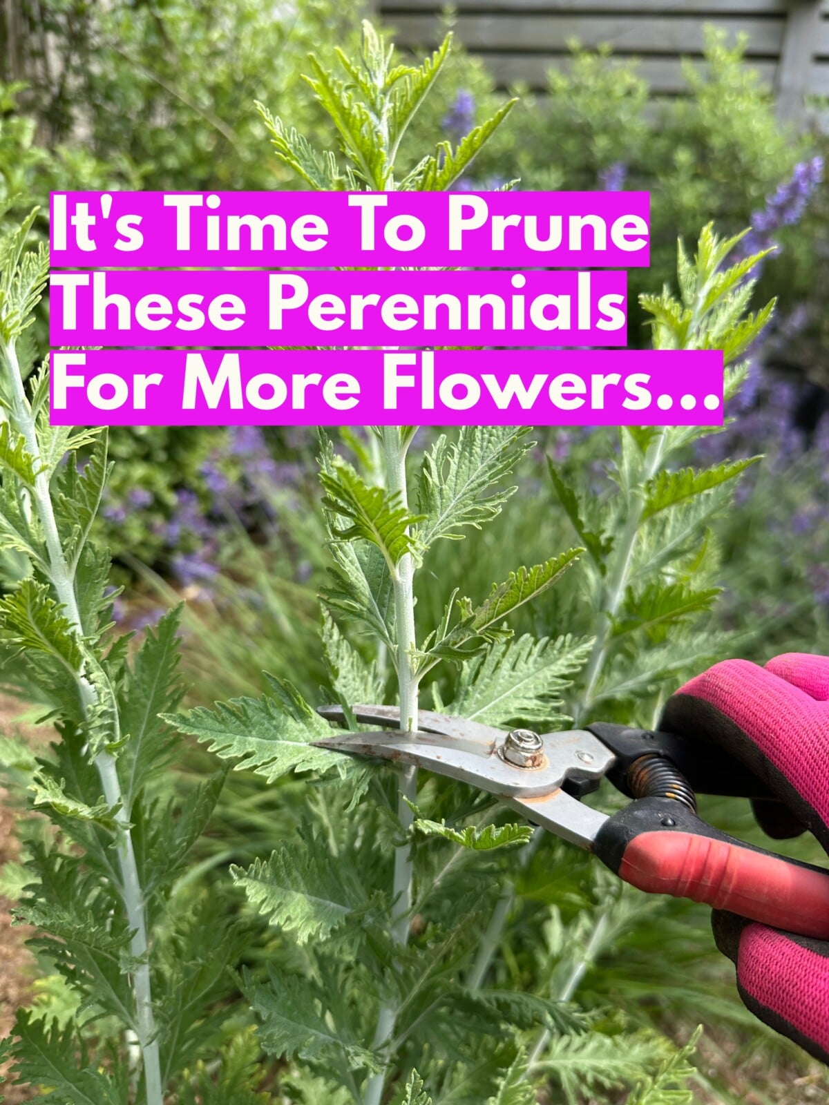 The Chelsea Chop - 28 Perennials You Need To Prune In Late Spring