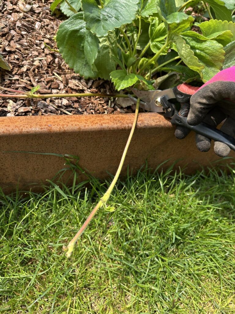 Want More Strawberries? Then You Need To Prune Your Plants Now