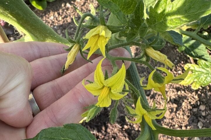 6 Reasons Why Tomatoes Drop Their Blossoms & How to Stop It