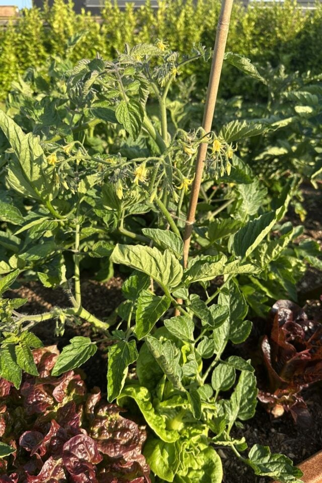 6 Reasons Why Tomatoes Drop Their Blossoms & How to Stop It