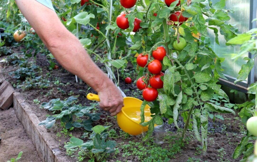 You've Been Watering Tomatoes All Wrong! 6 Big Mistakes That Are ...