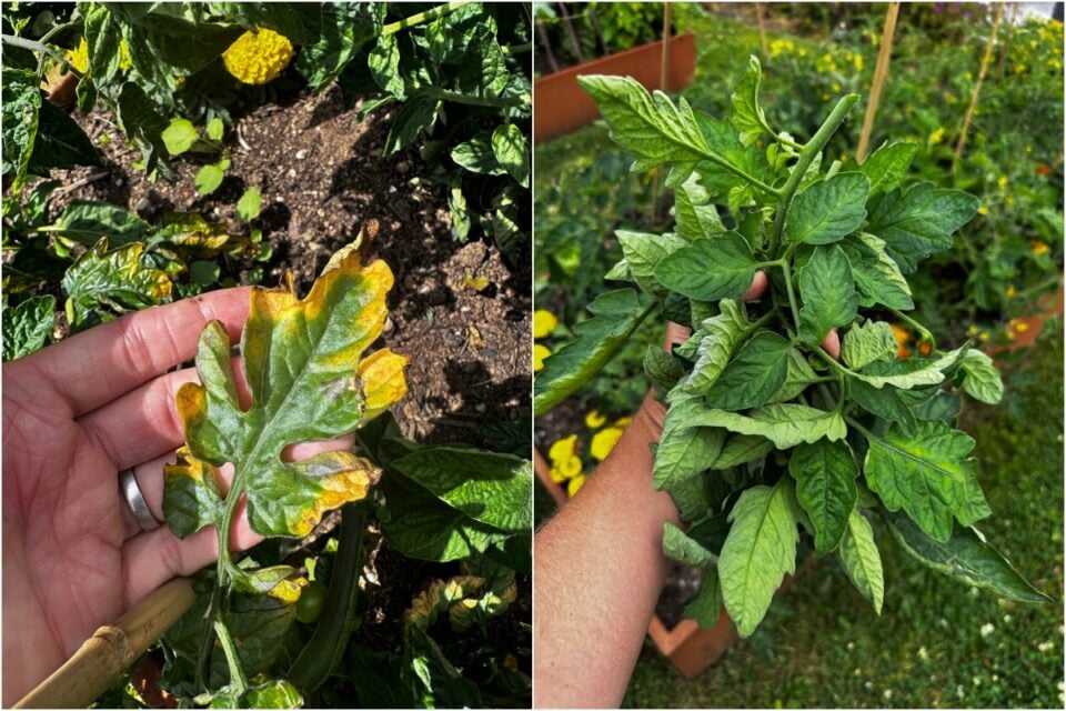 Tomato Leaves Turning Yellow? Do This Now To Stop It Spreading