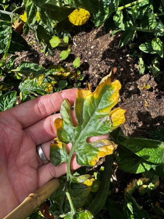 Tomato Leaves Turning Yellow? Do This Now To Stop It Spreading