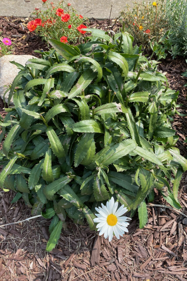 13 Plants You Should Deadhead in August