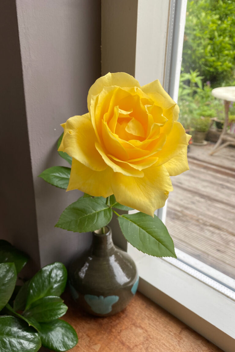 The Top Reason For Poor Rose Blooms (& How To Fix It)