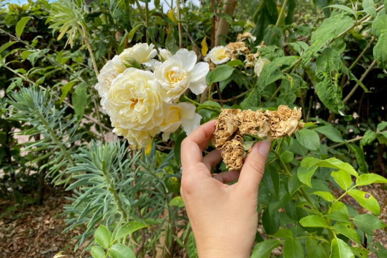 The Top Reason For Poor Rose Blooms (& How To Fix It)