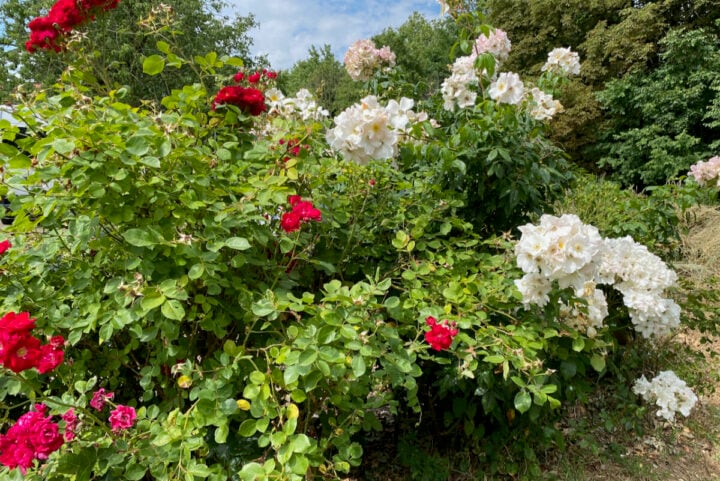 The Top Reason For Poor Rose Blooms (& How To Fix It)