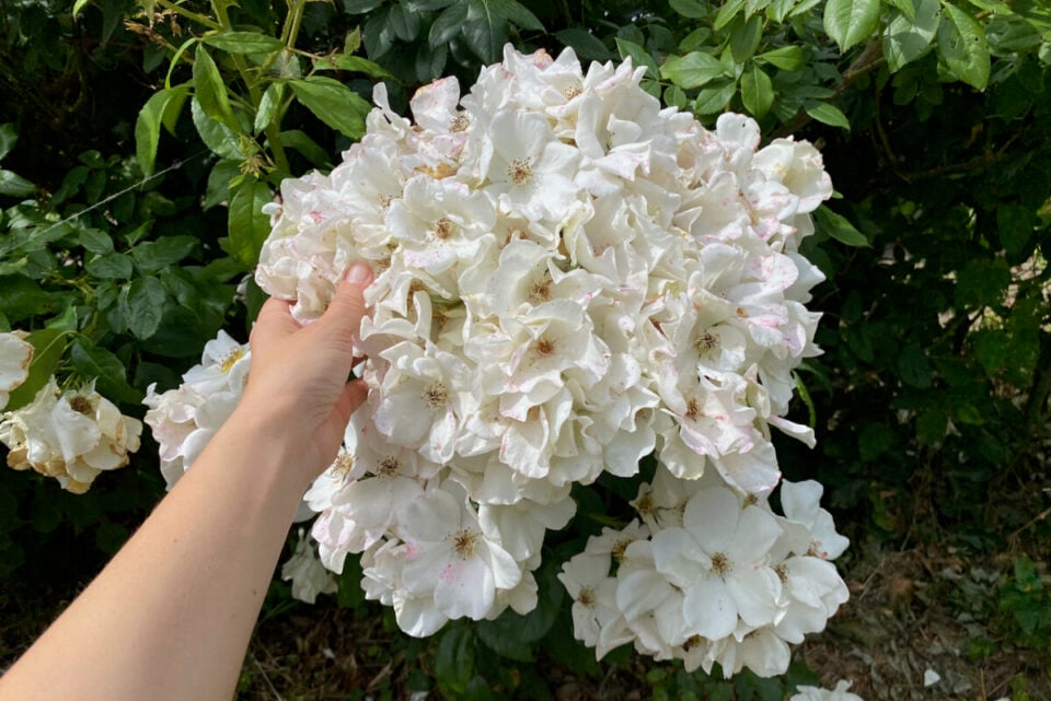 The Top Reason For Poor Rose Blooms (& How To Fix It)