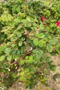 The Top Reason For Poor Rose Blooms (& How To Fix It)