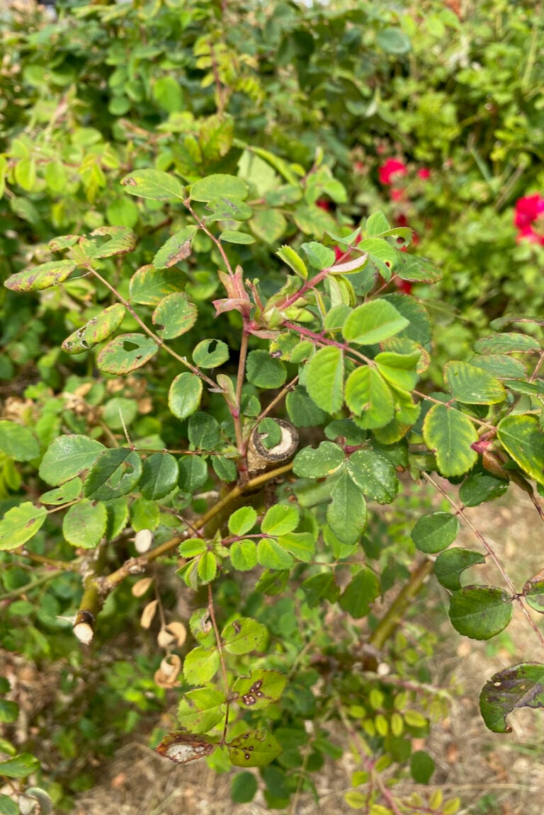 The Top Reason For Poor Rose Blooms (& How To Fix It)