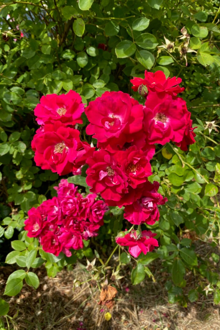 The Top Reason For Poor Rose Blooms (& How To Fix It)