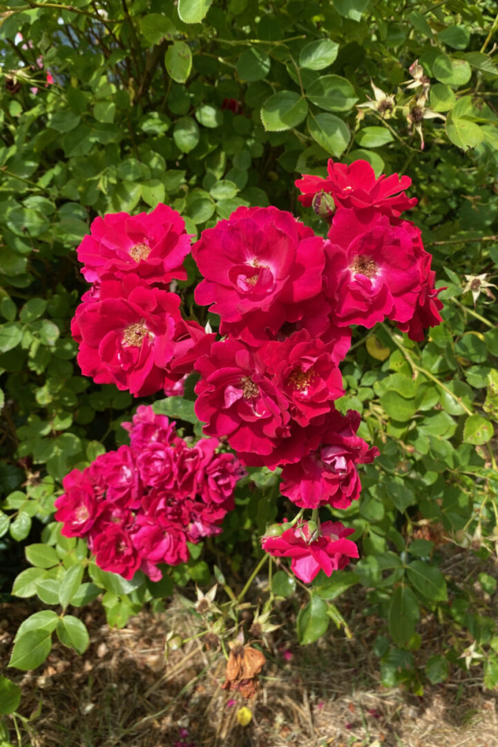 The Top Reason For Poor Rose Blooms (& How To Fix It)