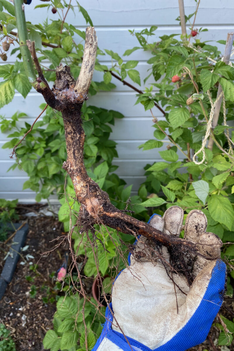 The Top Reason For Poor Rose Blooms (& How To Fix It)