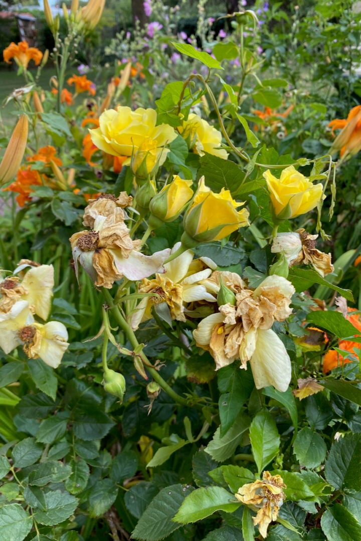 The Top Reason For Poor Rose Blooms (& How To Fix It)