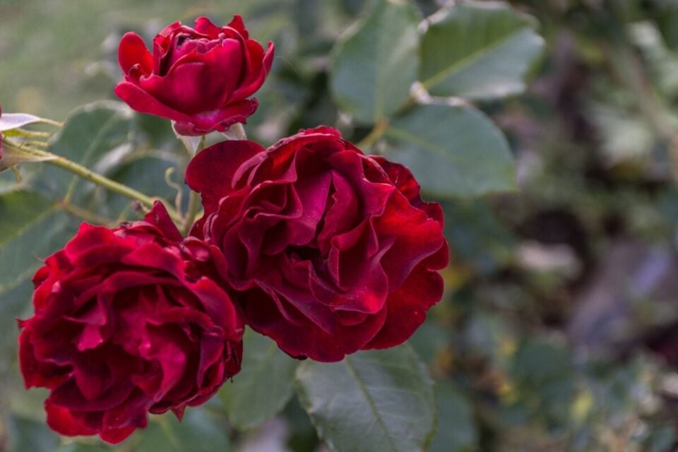 The Top Reason For Poor Rose Blooms (& How To Fix It)