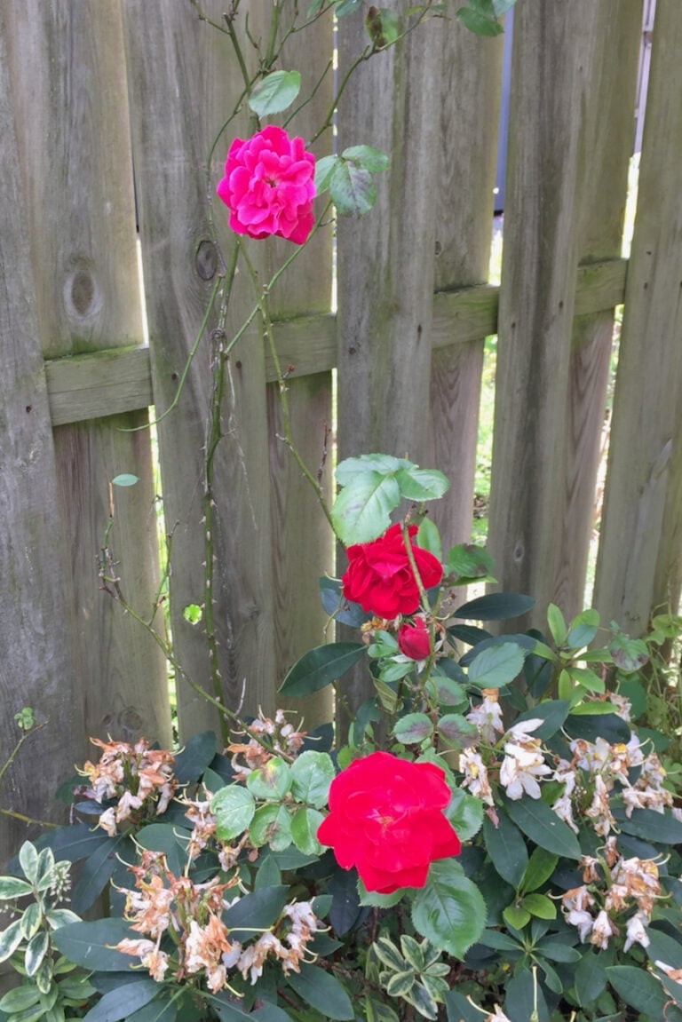 The Top Reason For Poor Rose Blooms (& How To Fix It)