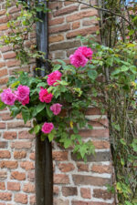 The Top Reason For Poor Rose Blooms (& How To Fix It)