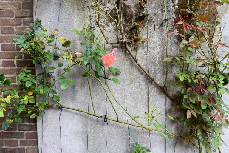 The Top Reason For Poor Rose Blooms (& How To Fix It)