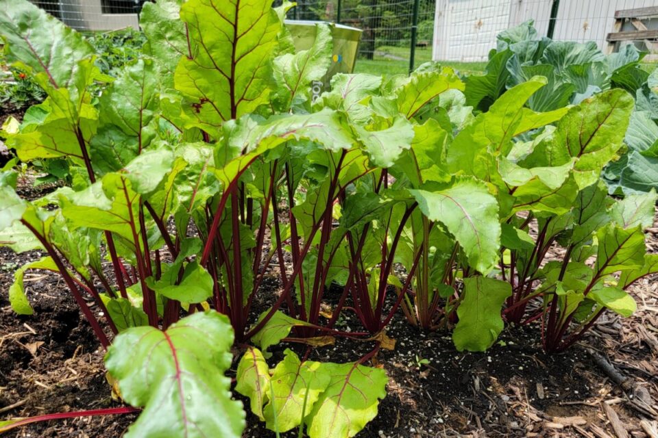 Vegetables You Can Still Plant in August by Hardiness Zone