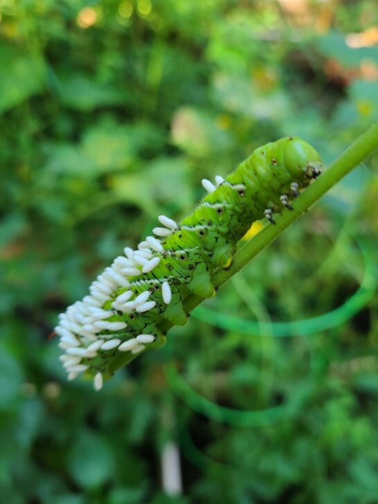 5 Things to Do When Tomatoes Start Flowering