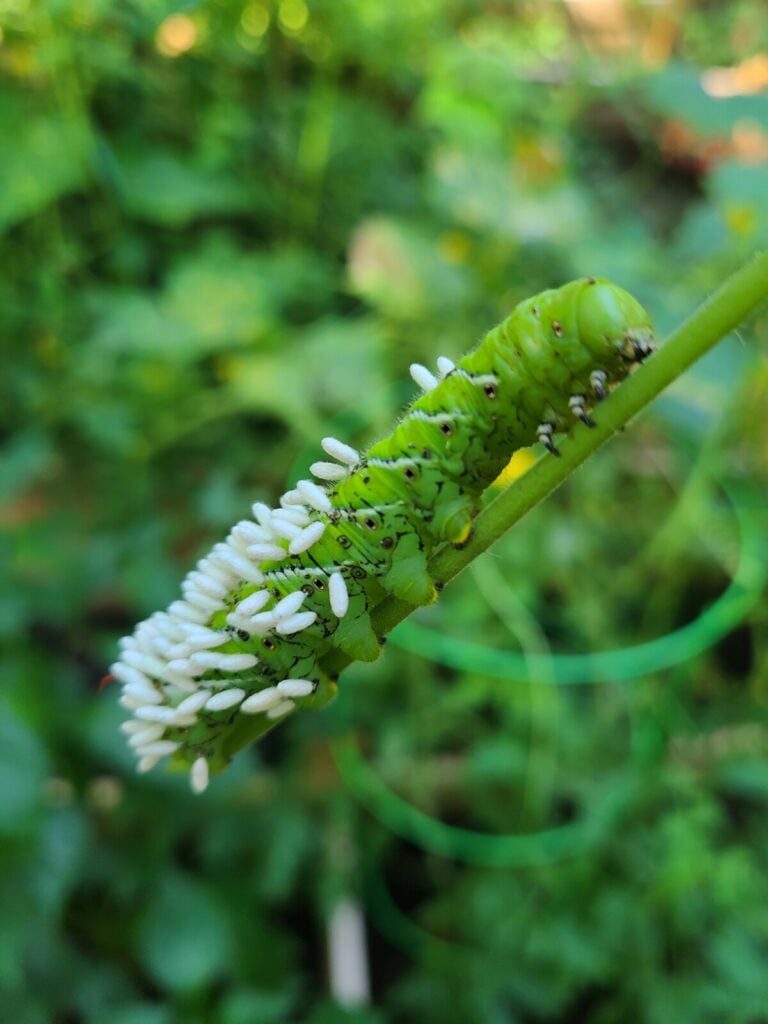 5 Things to Do When Tomatoes Start Flowering