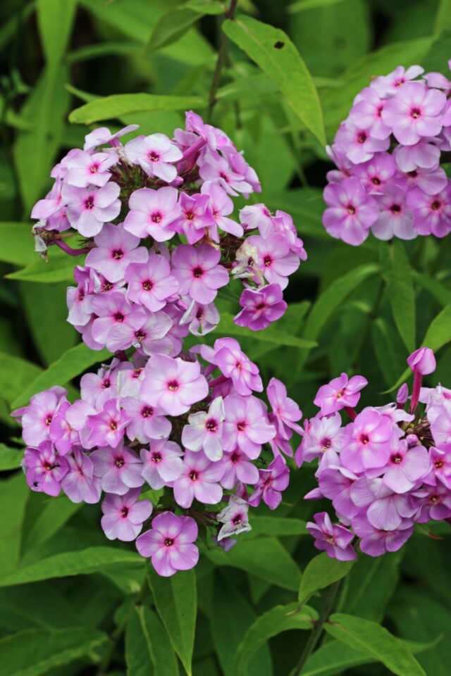 Perennials to Prune in July for a Second Flush of Flowers