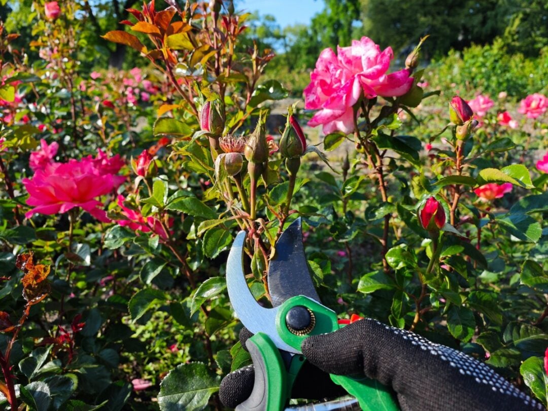 The Top Reason For Poor Rose Blooms (& How To Fix It)