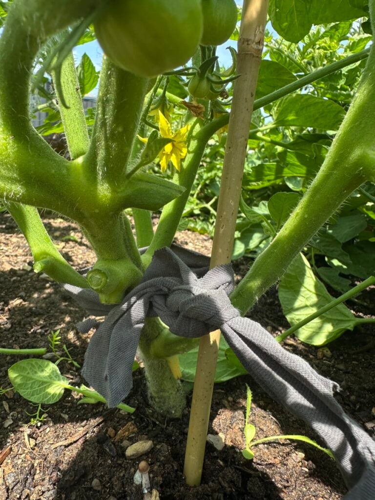 5 Things to Do When Tomatoes Start Flowering