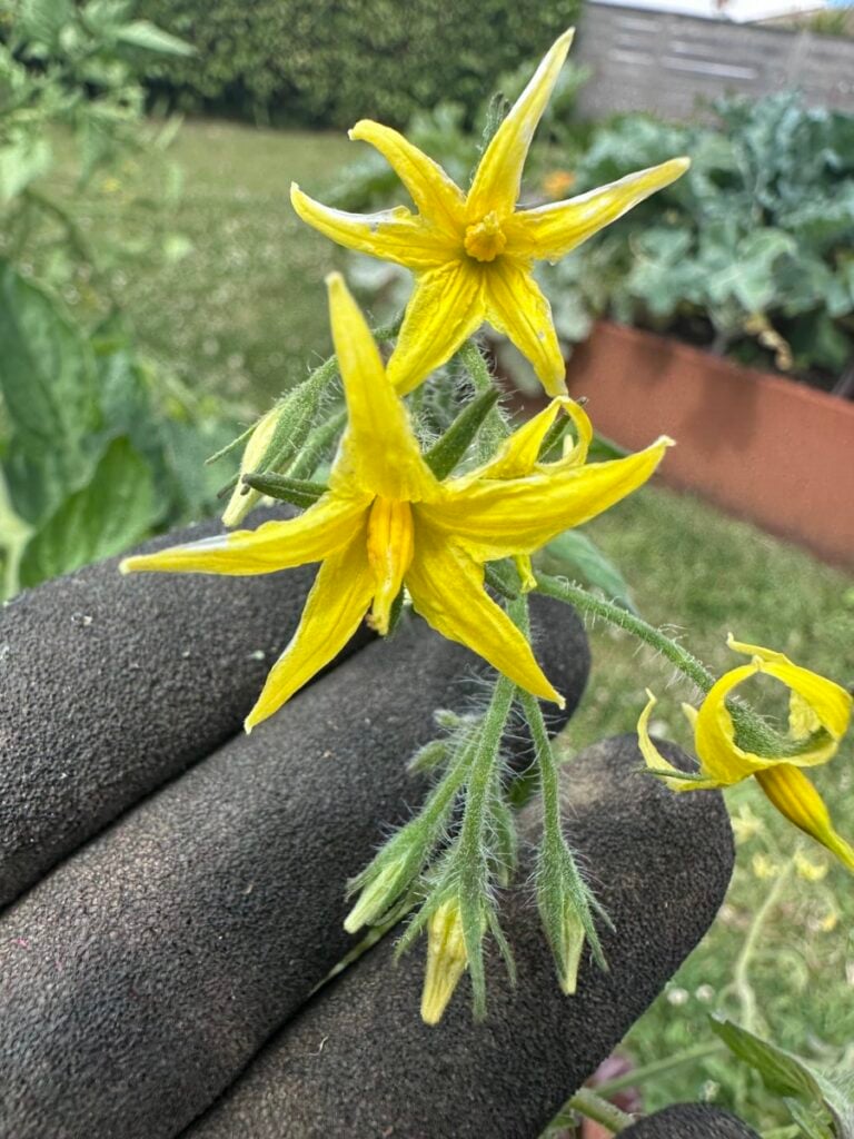 5 Things to Do When Tomatoes Start Flowering