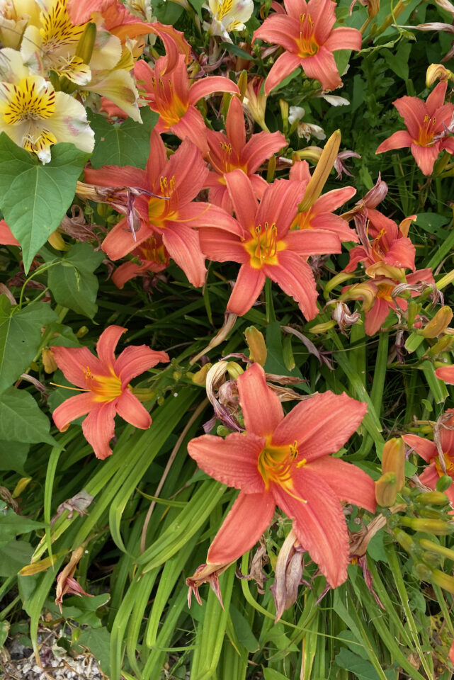 10 Perennials You Should Divide in September