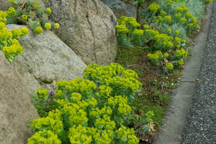 10 Perennials You Should Never Plant in the Ground