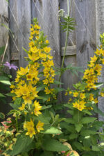 10 Perennials You Should Never Plant in the Ground