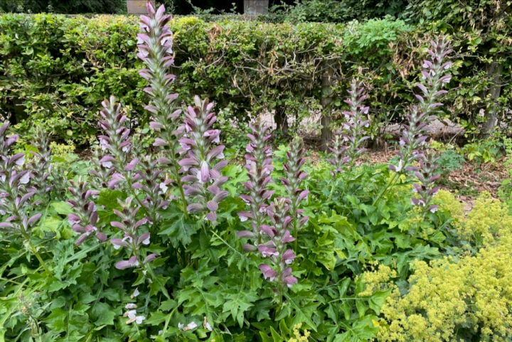 Pop! 13 Garden Plants with Exploding Seeds