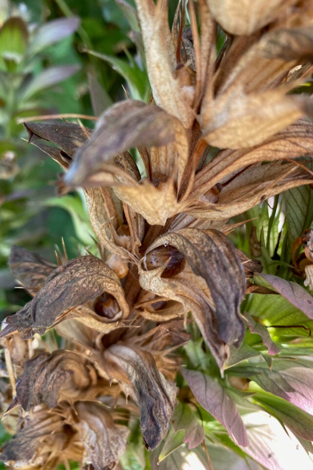 Pop! 13 Garden Plants with Exploding Seeds