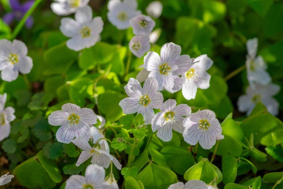 Pop! 13 Garden Plants with Exploding Seeds