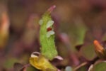 Pop! 13 Garden Plants with Exploding Seeds