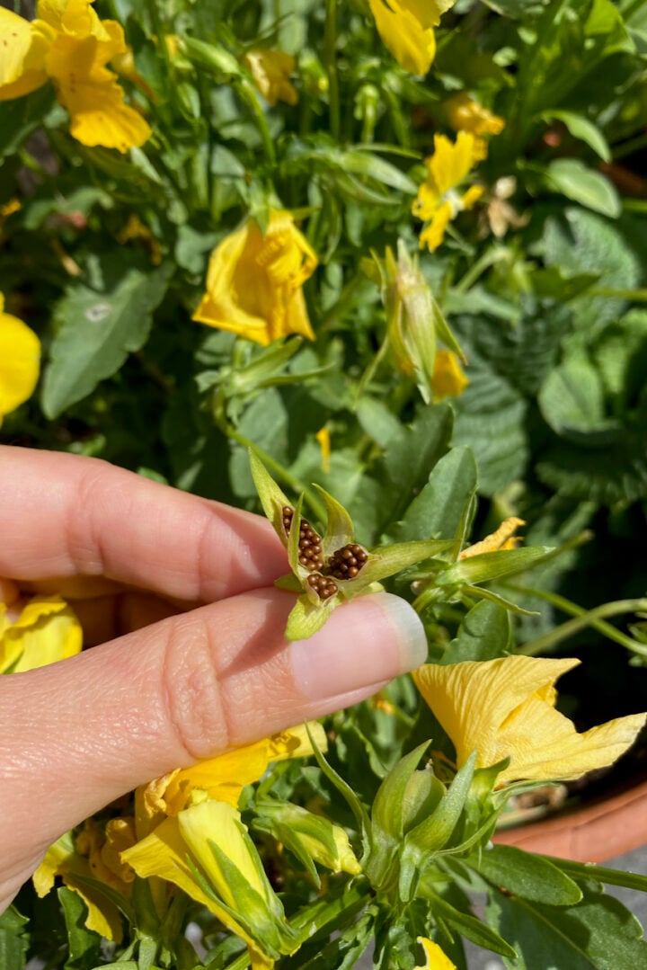 Pop! 13 Garden Plants with Exploding Seeds