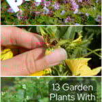 Pop! 13 Garden Plants with Exploding Seeds