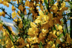 Pop! 13 Garden Plants with Exploding Seeds