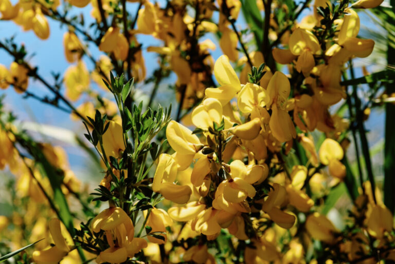 Pop! 13 Garden Plants with Exploding Seeds