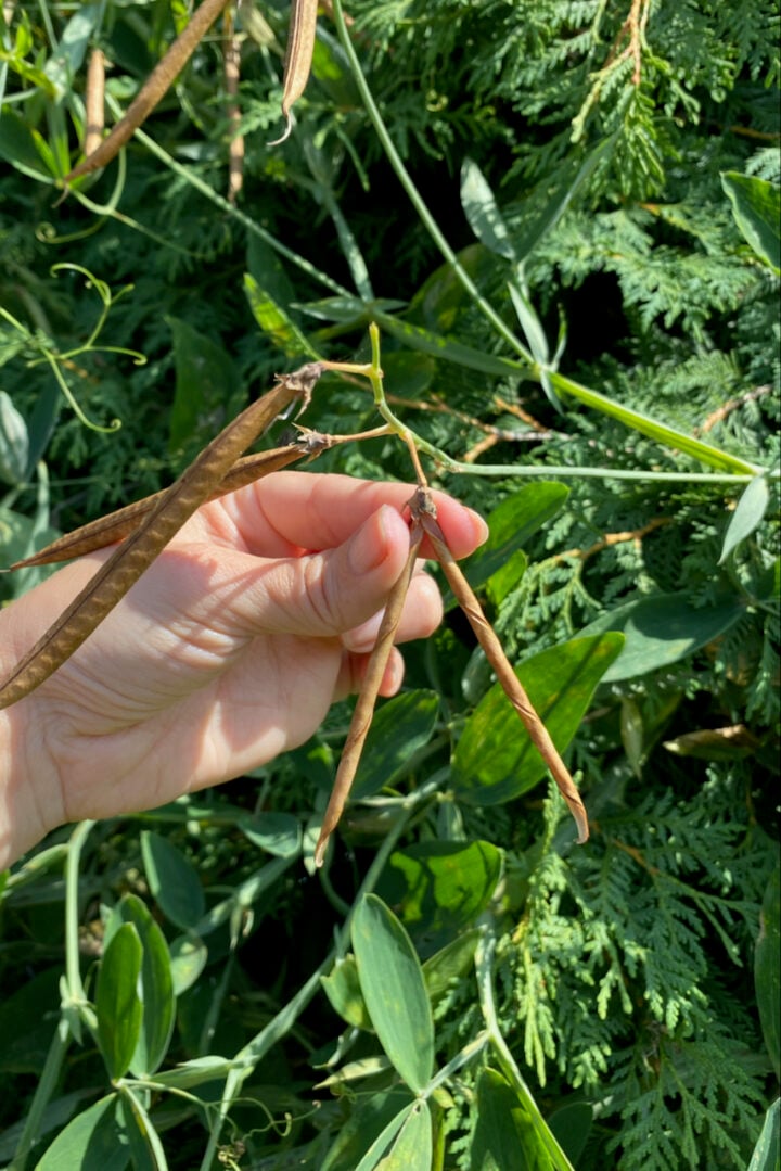 Pop! 13 Garden Plants with Exploding Seeds