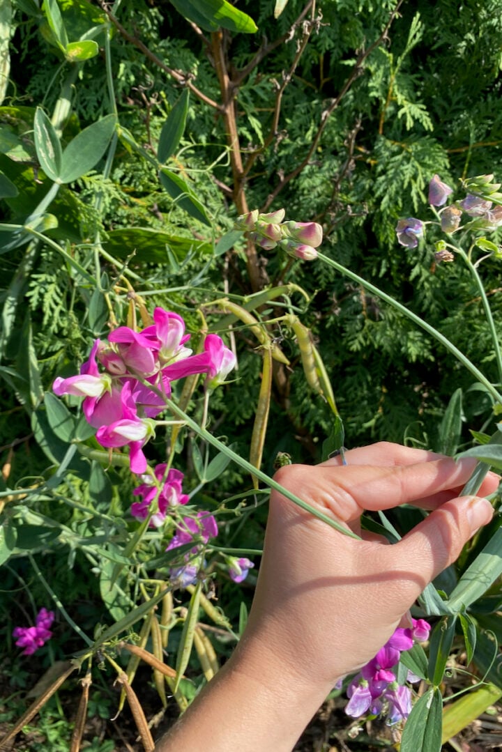 Pop! 13 Garden Plants with Exploding Seeds