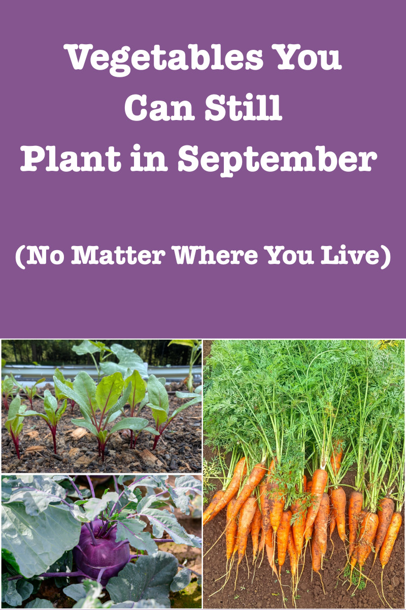 Vegetables You Can Still Plant in September (No Matter Where You Live)